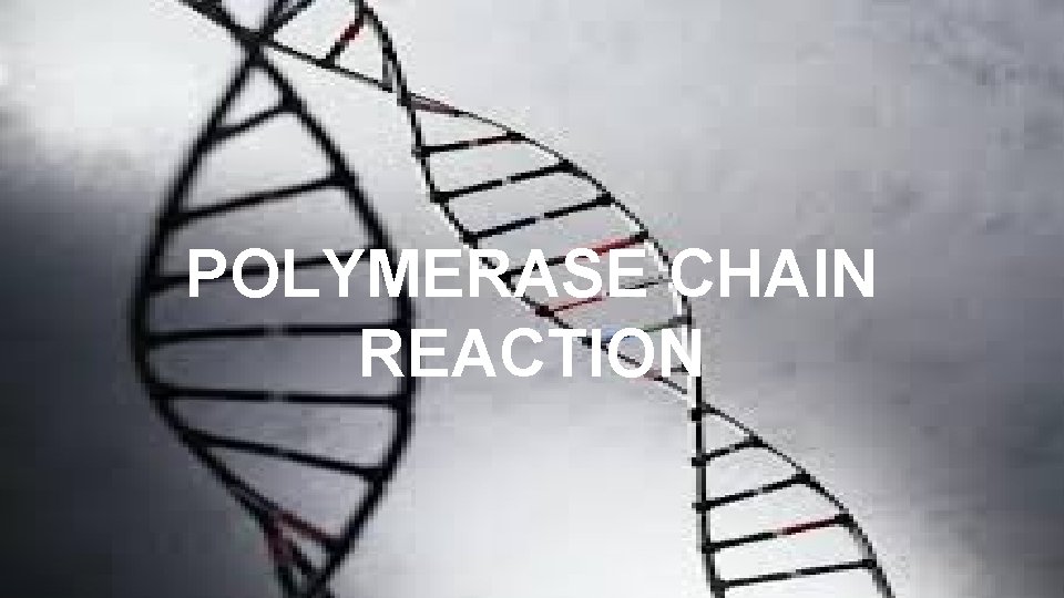 POLYMERASE CHAIN REACTION CONTENTS Definition History Requirments for