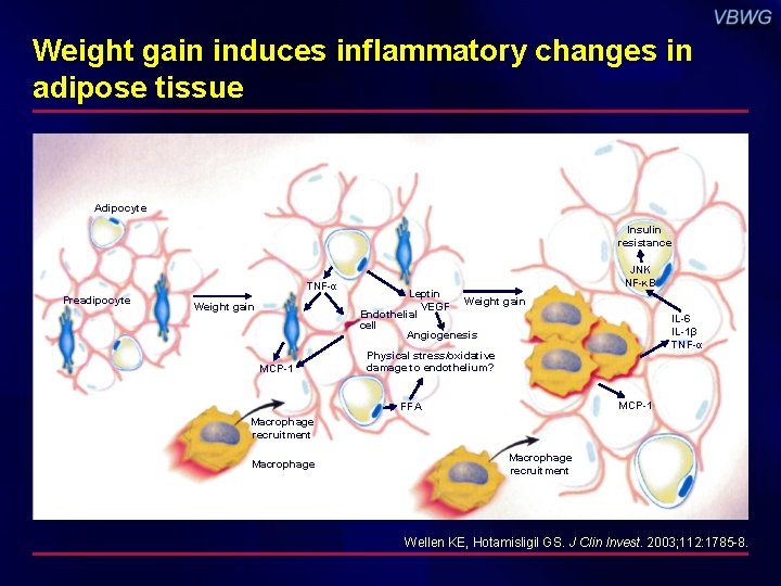 Adiposity in CVD Role of adipose tissue in