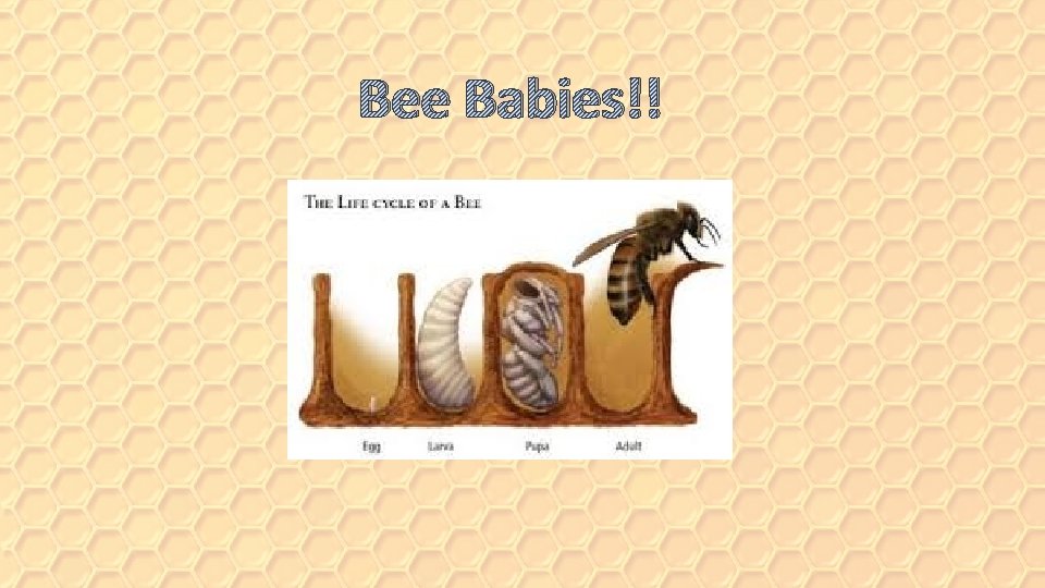 Honey Bee Anatomy and Biology Presented by Stacy