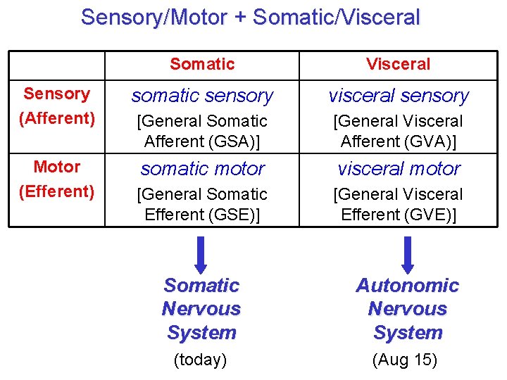 Peripheral Nervous System 1 The Somatic System 1