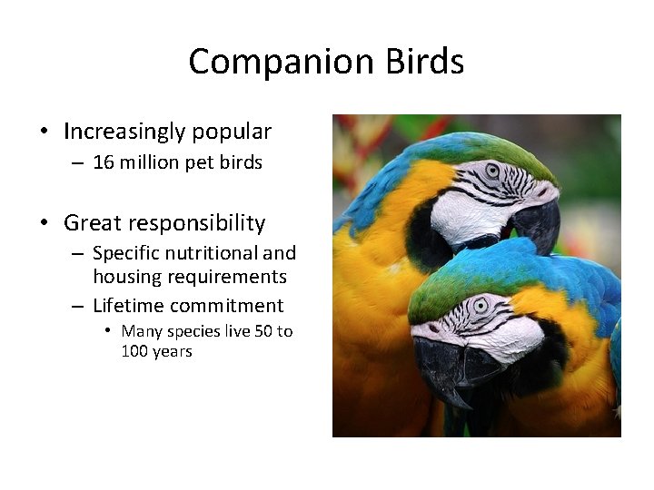 Companion Birds Increasingly popular 16 million pet birds