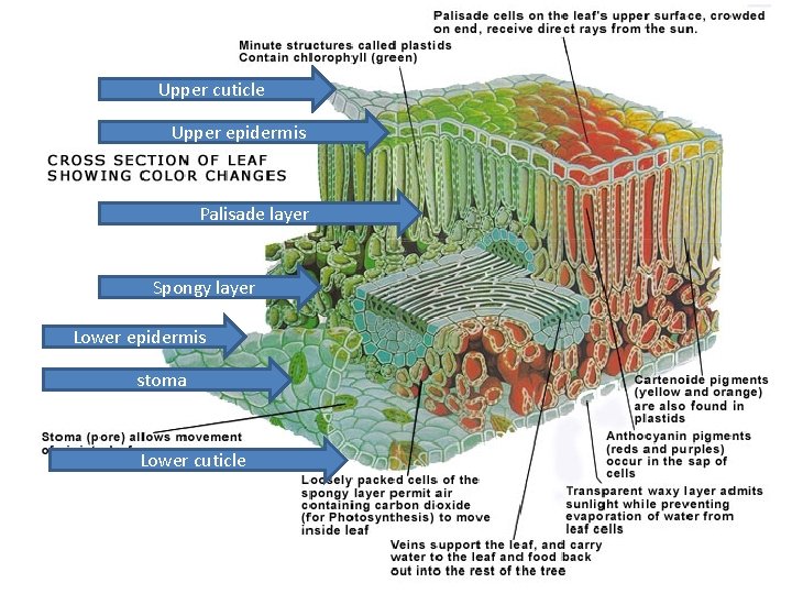 LEAF ANATOMY AND TRANSPIRATION BEGINS Hello there students