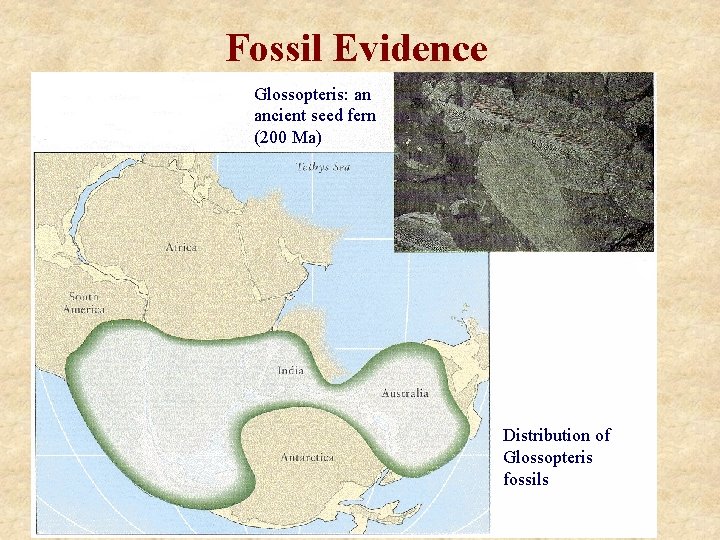 Continental Drift Alfred Wegener 1912 l l l