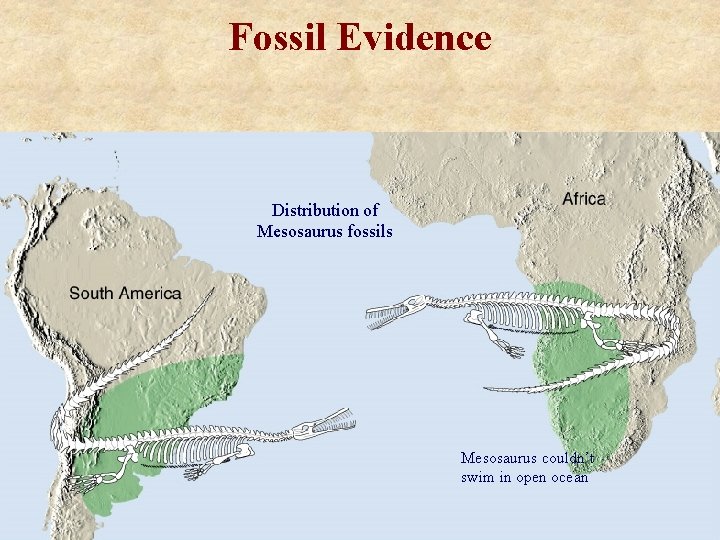 Continental Drift Alfred Wegener 1912 l l l