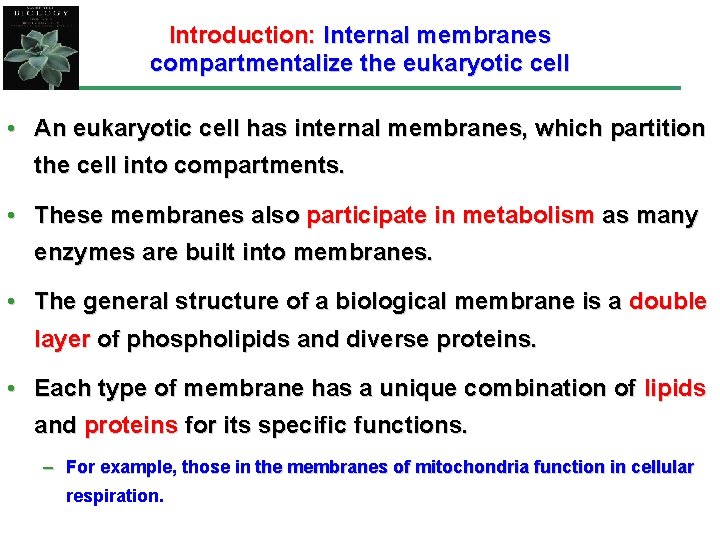 Introduction Internal membranes compartmentalize the eukaryotic cell An