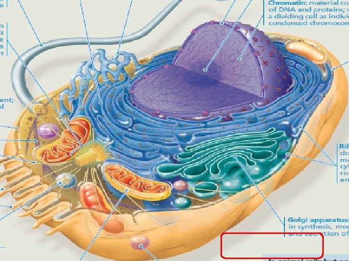 Introduction Internal membranes compartmentalize the eukaryotic cell An