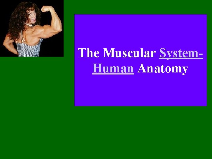 The Muscular System Human Anatomy Definition A A