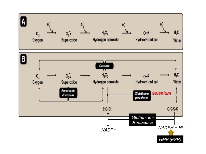 Pathogenesis of Cerebral Infarction at Cellular Molecular Levels