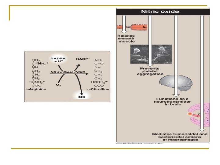 Pathogenesis of Cerebral Infarction at Cellular Molecular Levels