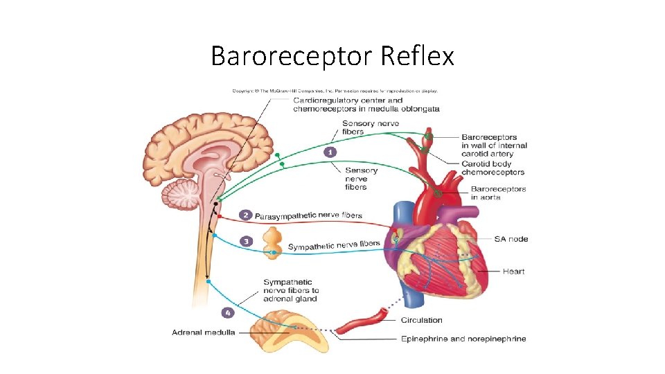 Blood Pressure Hypertension Orthostatics Sina Raissi MD FACP