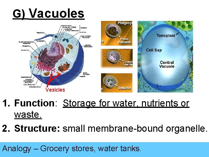 Cell Organelles Cell Parts Cells the basic unit