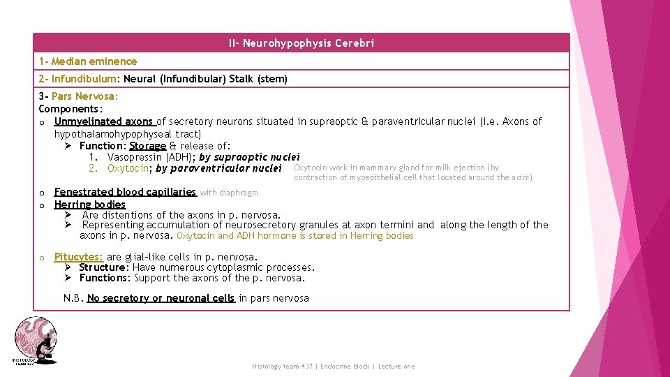Pituitary gland Red important Black in malefemale slides