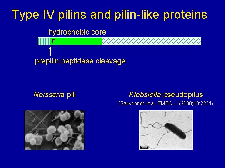 DNA uptake during transformation of Bacillus subtilis Public