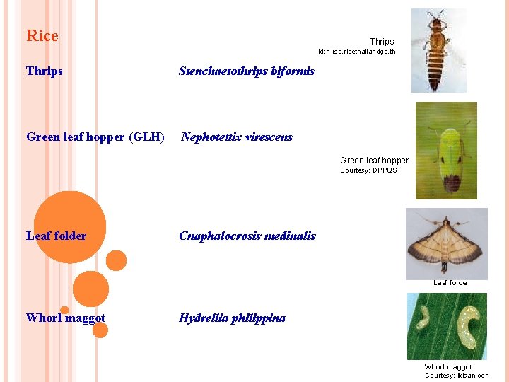 NurseryPlanting Stage Insect Pests Introduction Agricultural crops are