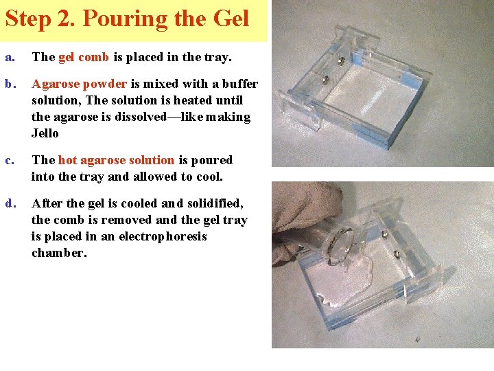 Lab 9 Human Mitochondrial Analysis using PCR and
