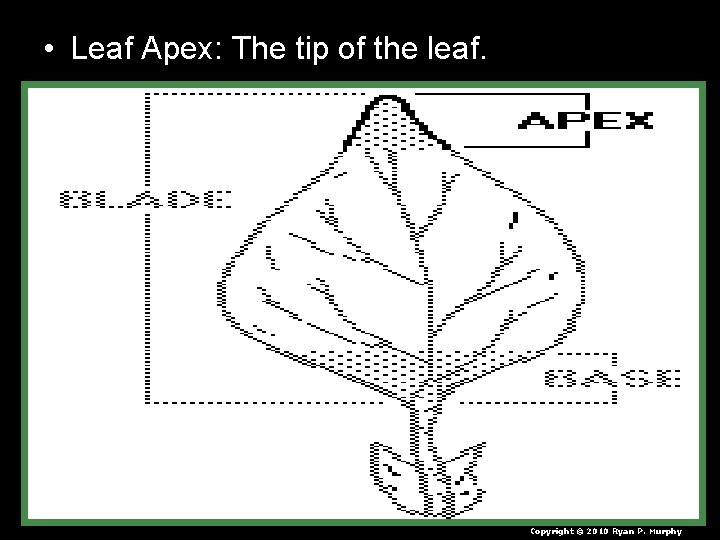 Leaf Identification Identification Life Cycles Flowers Fruits Activity