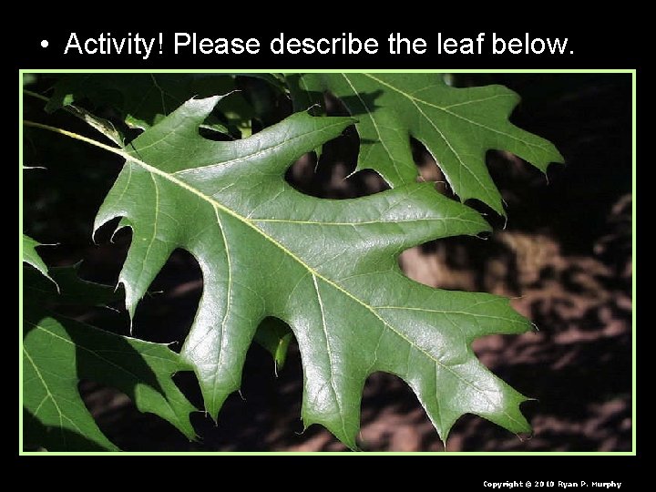 Leaf Identification Identification Life Cycles Flowers Fruits Activity