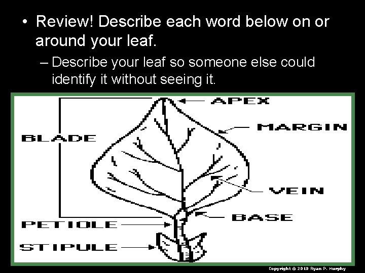 Leaf Identification Identification Life Cycles Flowers Fruits Activity