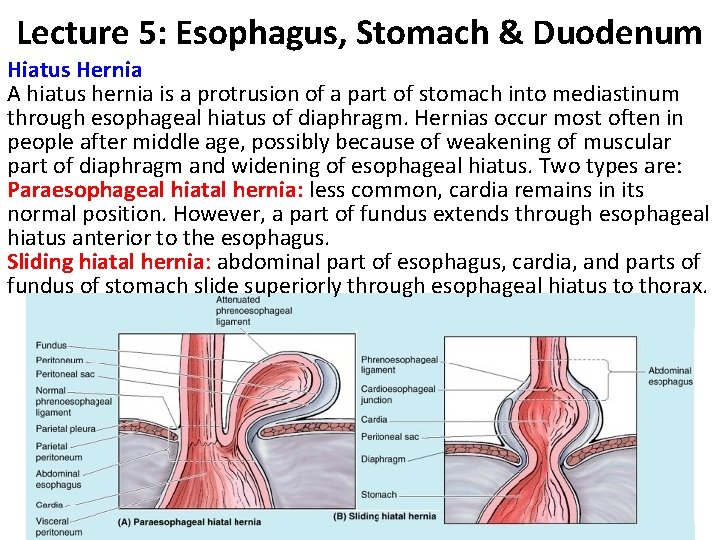 Applied Anatomy of Abdomen Pelvis Perineum Unit Lecture