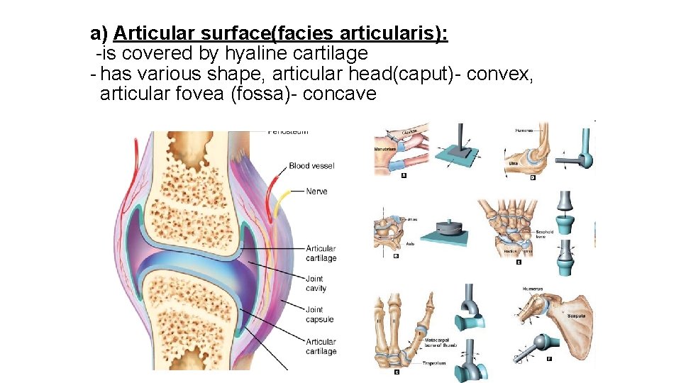 General arthrology Connections of bones juncturae ossium 1