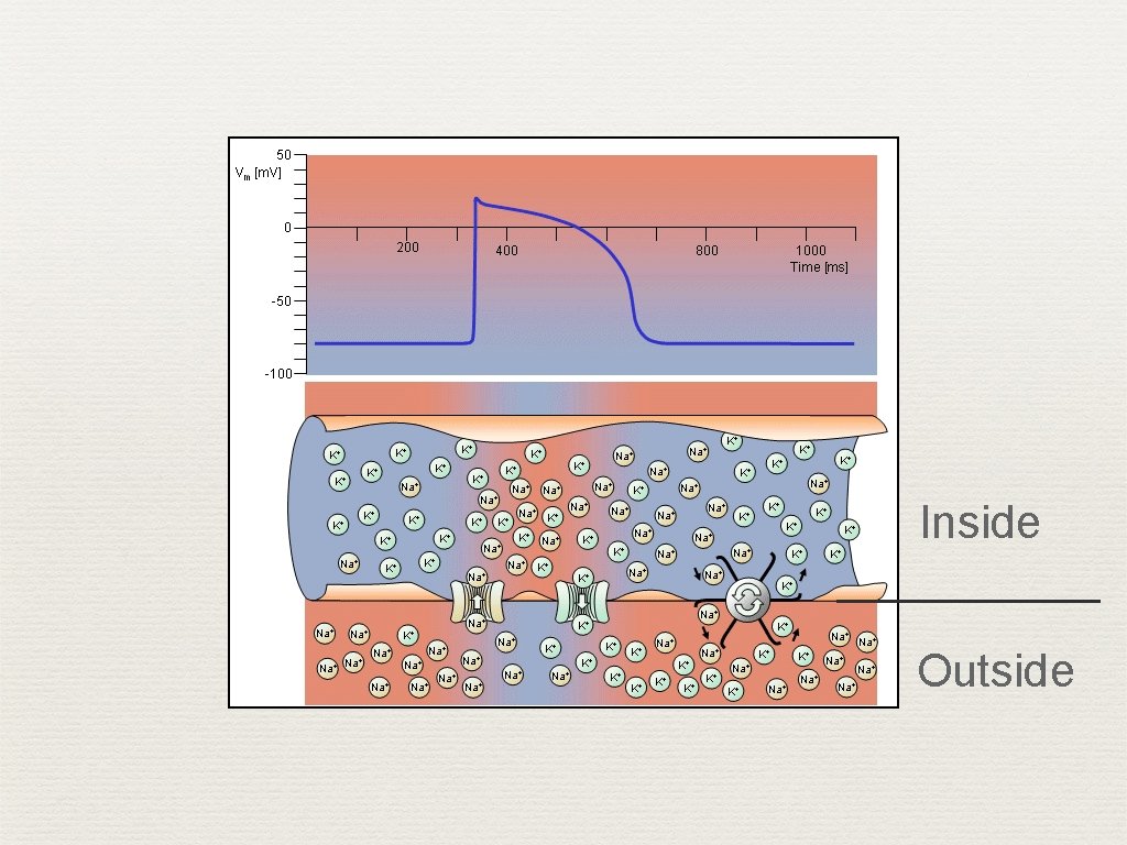 Electrical Activity of the Heart The Body as