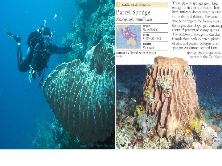 Invertebrates Sponges Invertebrates Sponges phylum porifera Sponges are