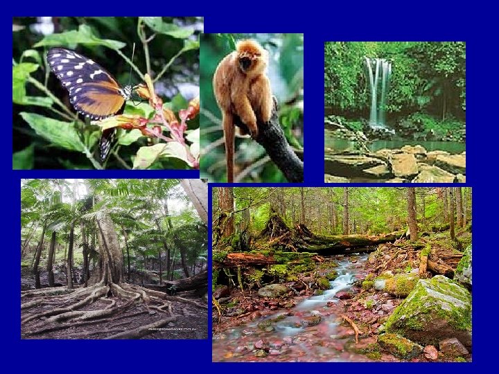 Land Biomes Of the World Tropical Rain Forest