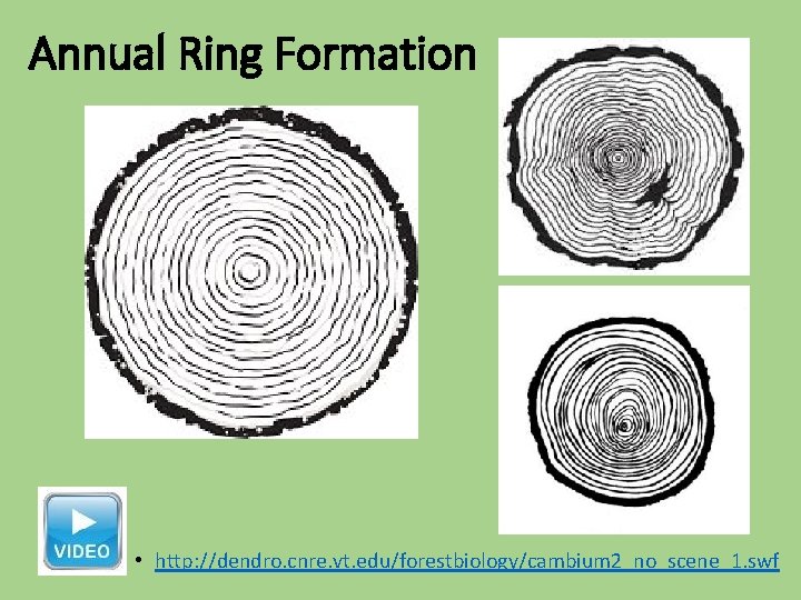 Dendrochronology the study of treerings Lesson 1 Seeds