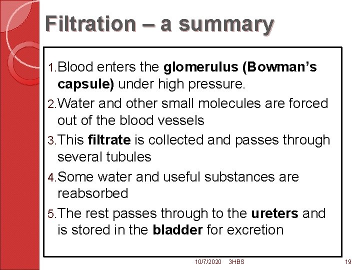 Human Form Function The urinary system Urinary system