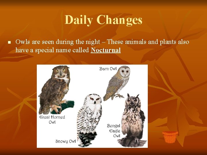 Animals Daily and Seasonal changes 25 th April