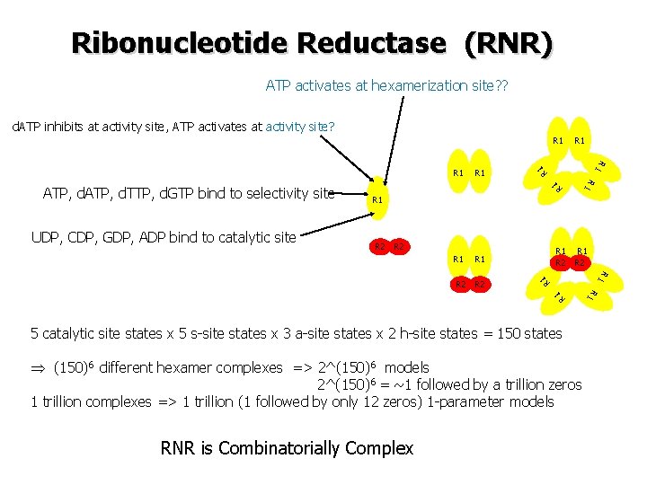 Modeling Combinatorially Complex Ribonucleotide Reductase Tom ...
