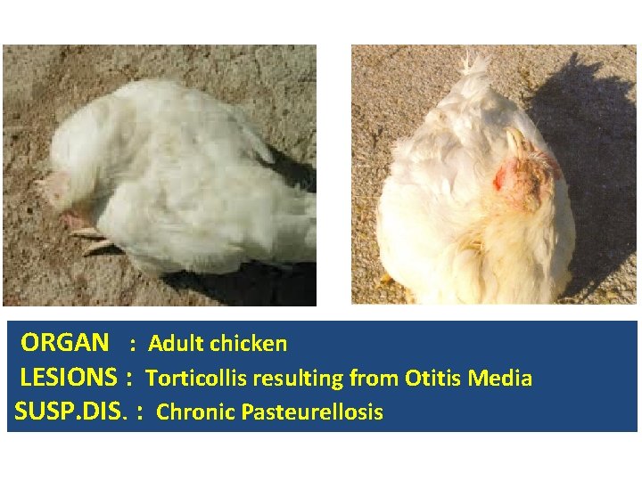 FOWEL CHOLERA ORGAN LESIONS SUSP DIS Head of