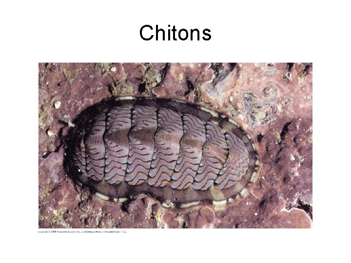 Mollusks and Annelids BIOL 1407 Phylum Mollusca Chitons