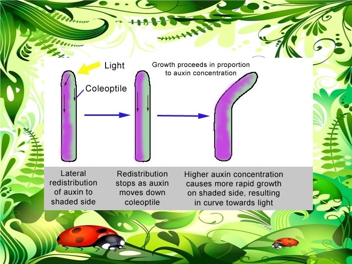 Tropic Responses Objectives Define geotropism and phototropism Explain