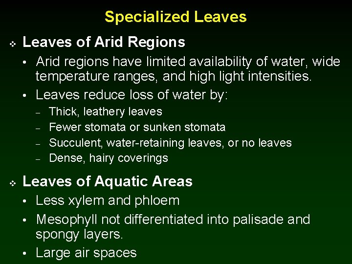 Chapter 5 Lecture Outline Leaves Copyright The Mc