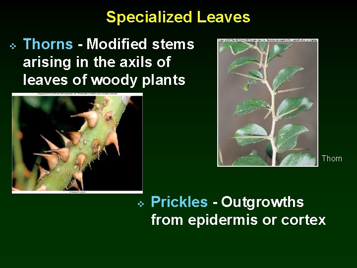 Chapter 5 Lecture Outline Leaves Copyright The Mc