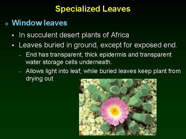 Chapter 5 Lecture Outline Leaves Copyright The Mc