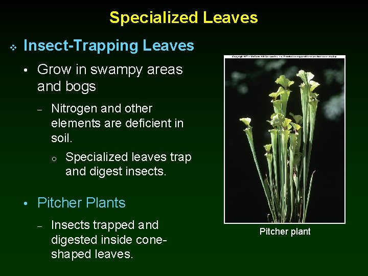 Chapter 5 Lecture Outline Leaves Copyright The Mc