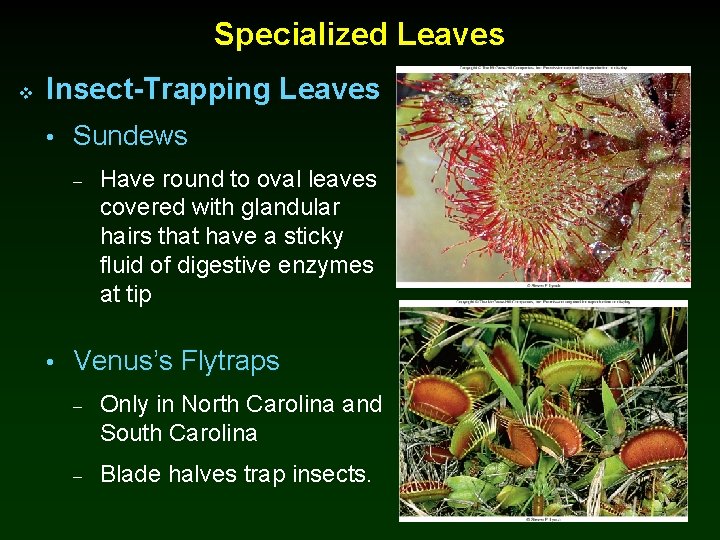 Chapter 5 Lecture Outline Leaves Copyright The Mc