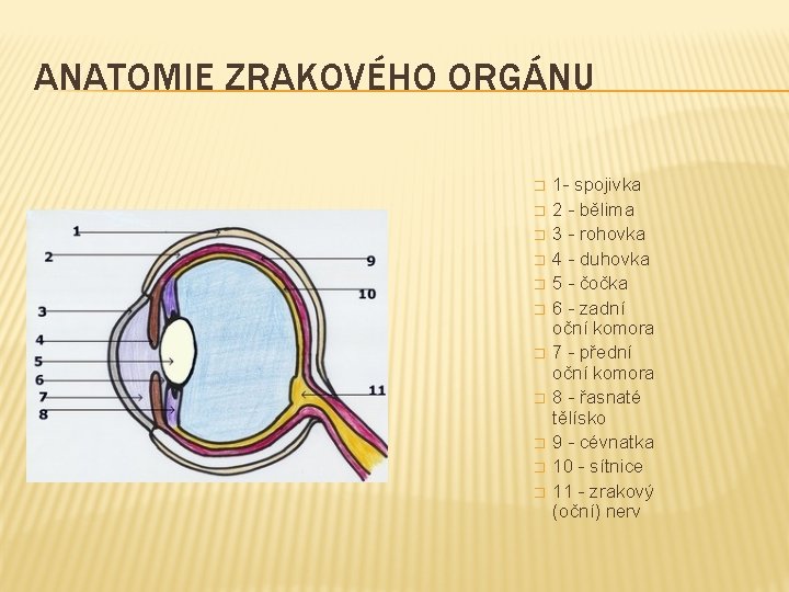 Pednka Mgr Alena Skotkov Ph D OFTALMOPEDIE POJMY