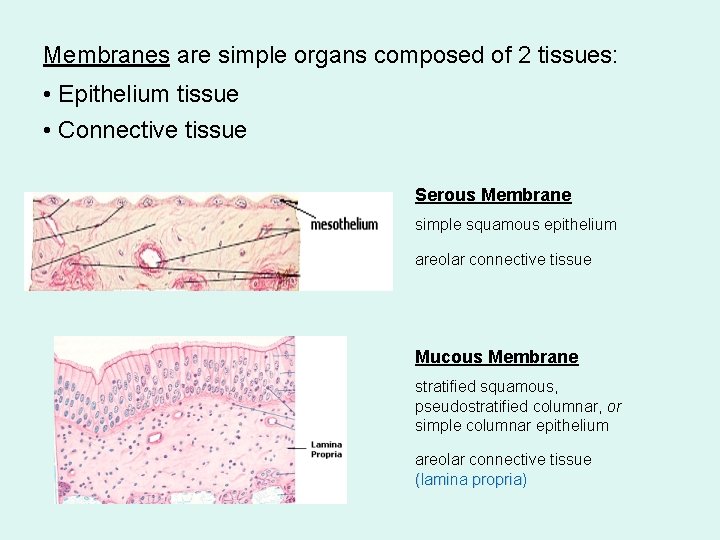 Lab 3 Histology The study of the tissues