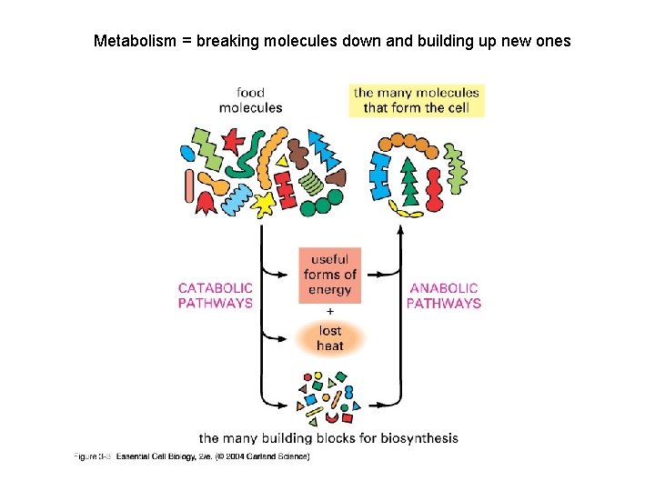 Metabolism breaking molecules down and building up new