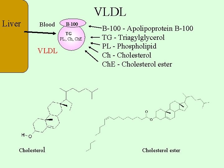 LIVER Glucose Ketone bodies Glucose Fatty acids Glycerol