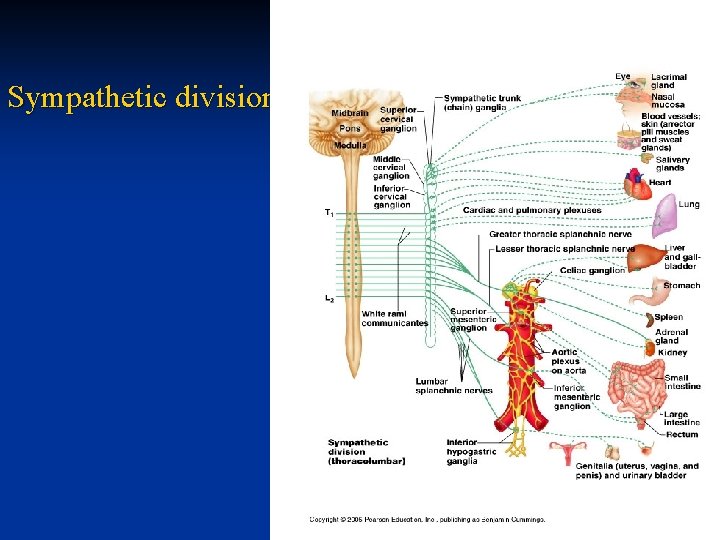 Chapter 16 The Autonomic Nervous System Sympathetic Thoracolumbar