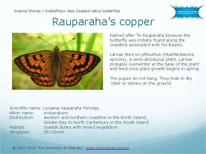 Science Stories Butterflies New Zealand native butterflies Red