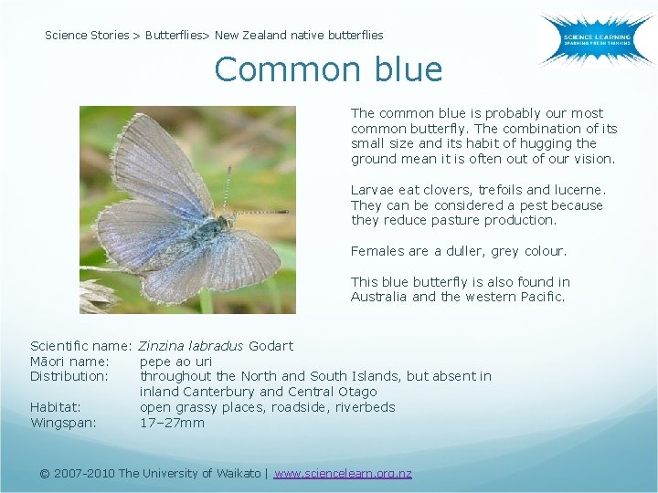 Science Stories Butterflies New Zealand native butterflies Red