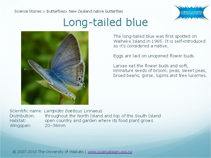 Science Stories Butterflies New Zealand native butterflies Red