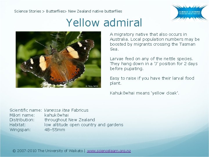 Science Stories Butterflies New Zealand native butterflies Red