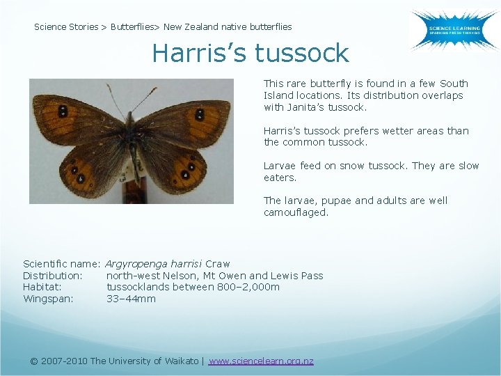 Science Stories Butterflies New Zealand native butterflies Red