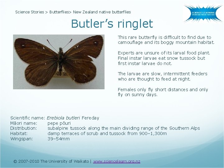 Science Stories Butterflies New Zealand native butterflies Red